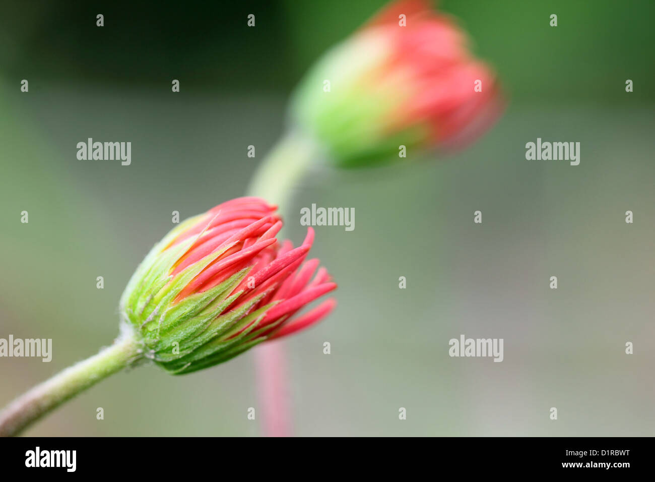 Blooming Gerbera Flower Stock Photo - Alamy