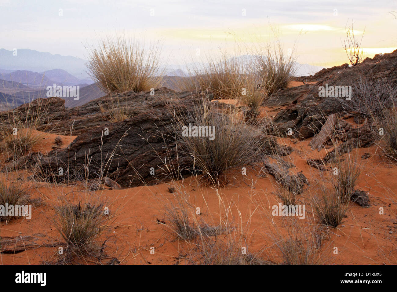 Springbok tracks hi-res stock photography and images - Alamy
