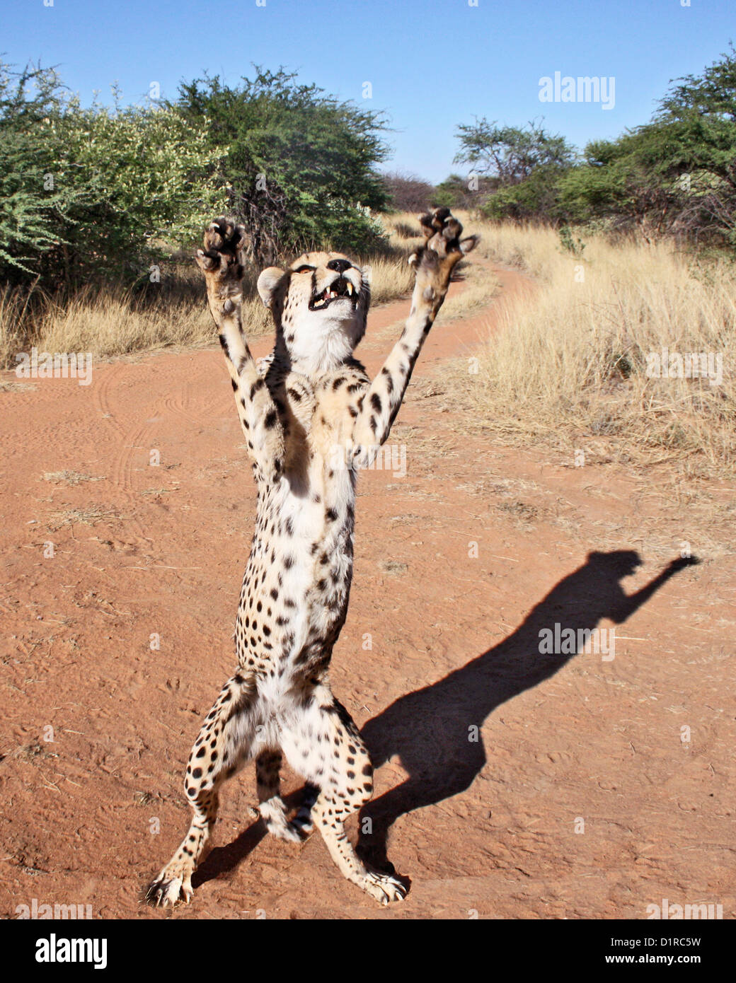 A Cheetah strikes an unusual pose Stock Photo - Alamy