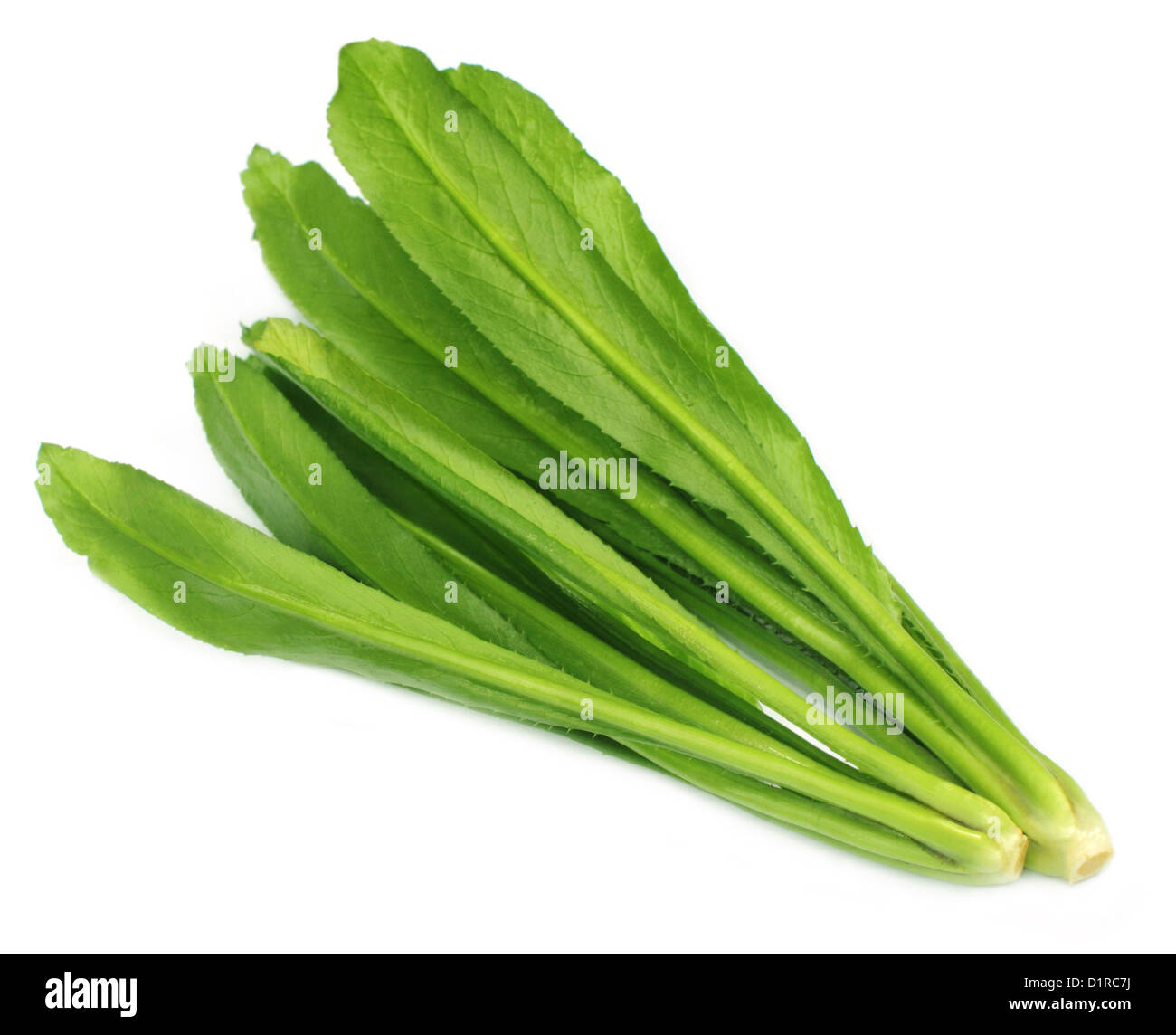 Long serrated leaf hi-res stock photography and images - Alamy