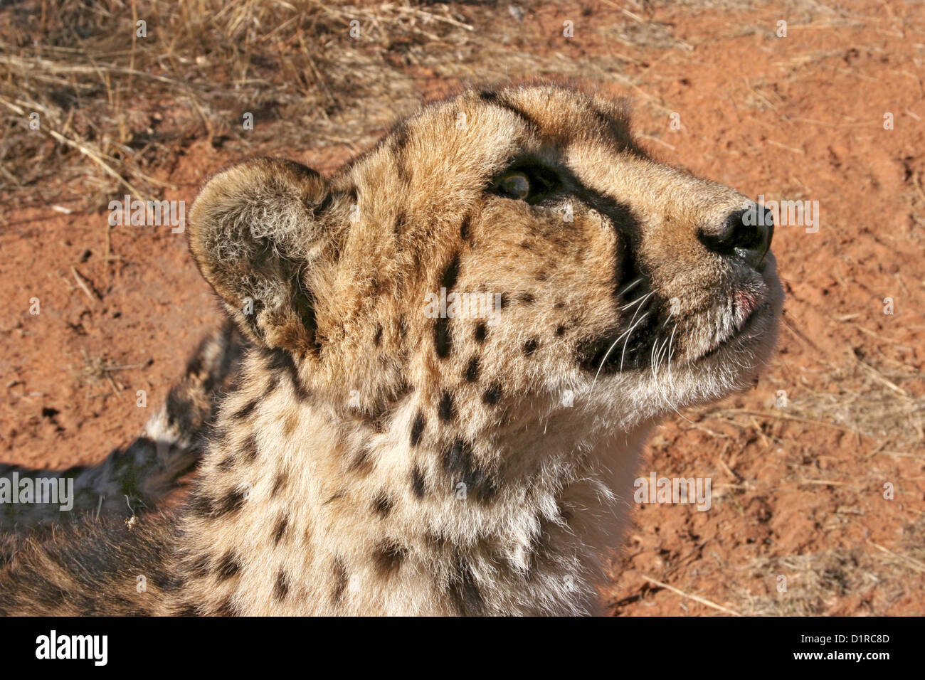 Cheetah pictures hi-res stock photography and images - Alamy