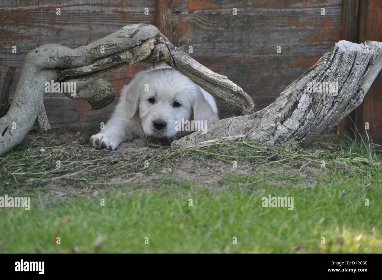 Golden retriever puppy tree stump hi-res stock photography and images ...