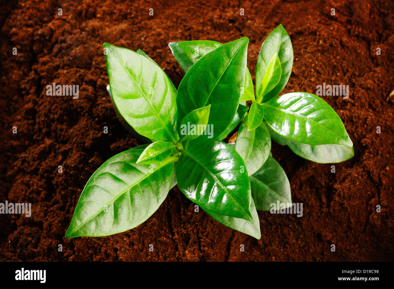 Coffee tree hi-res stock photography and images - Alamy