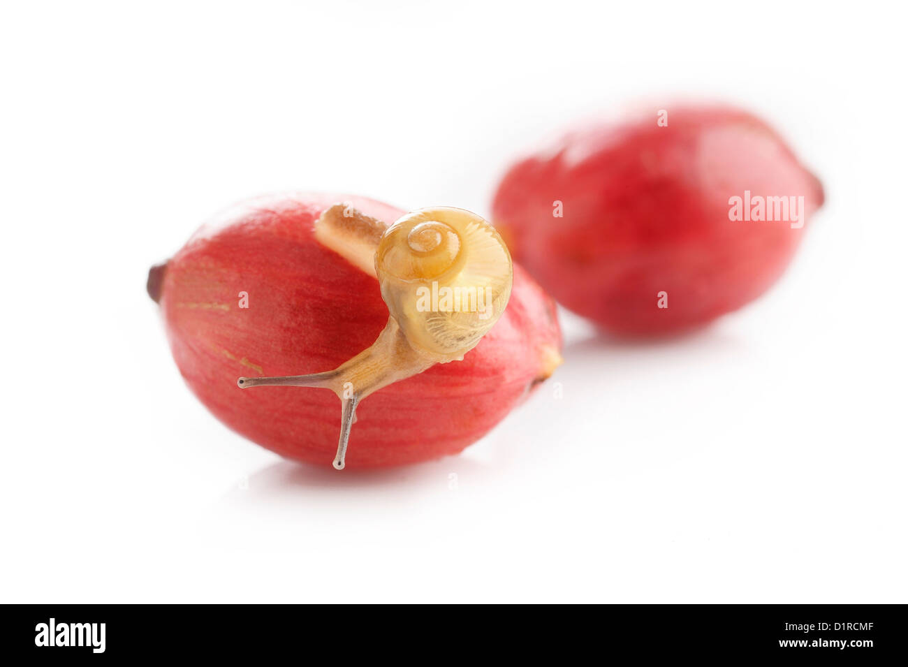 Snail crawling on raw coffee beans Stock Photo - Alamy