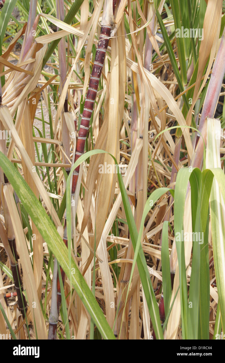 Cane growing hi-res stock photography and images - Alamy