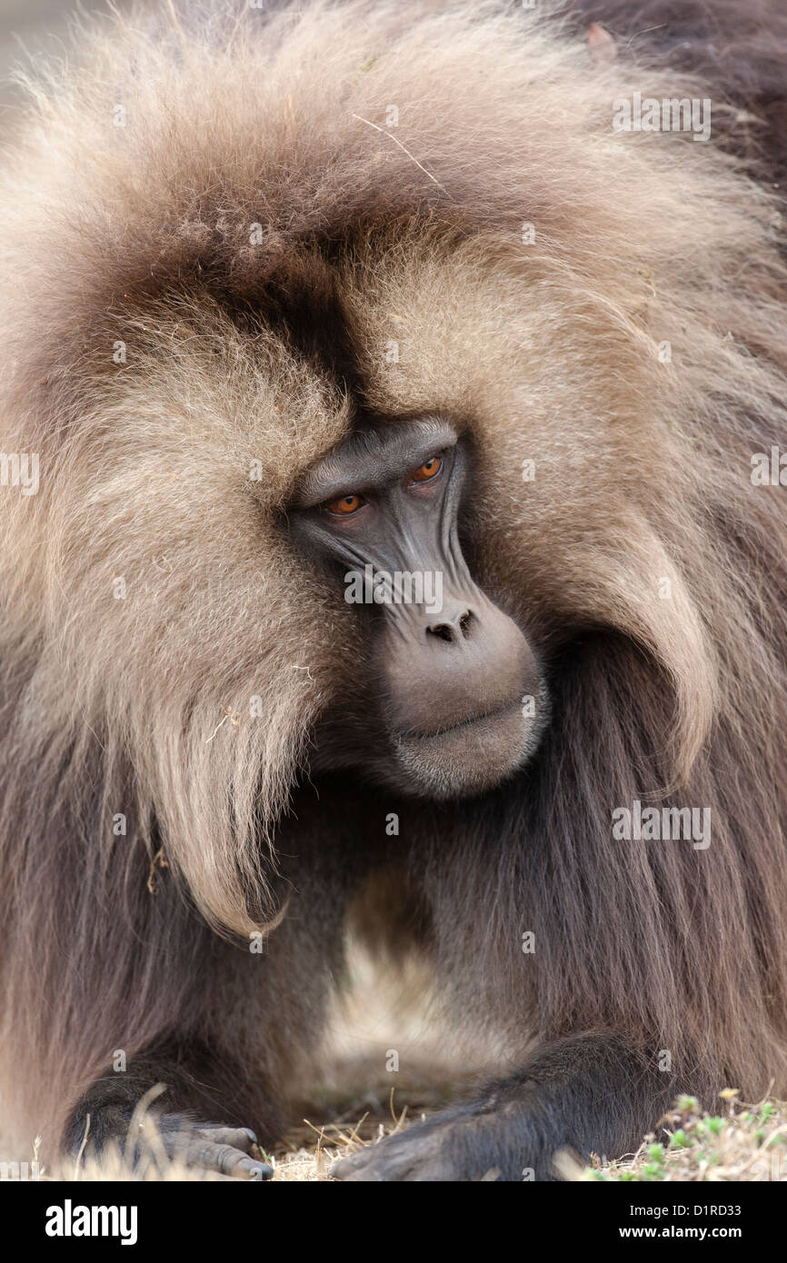 Gelada (Theropithecus gelada), ♂ male, Semien Mountains, Ethiopia, free ...