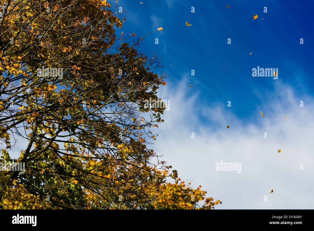 Tree in autumn or fall - the wind is blowing away the colorful leaves ...
