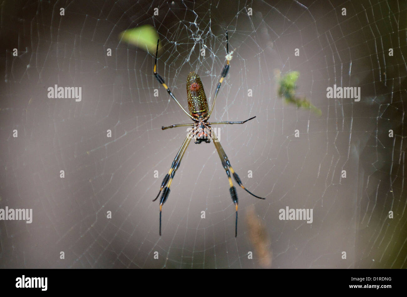 Spider on web at Arenal Volcano National Park, Alajuela, Costa Rica ...