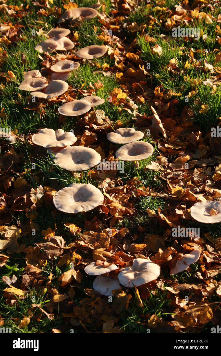 Common Funnel Fungus, Clitocybe gibba, Tricholomataceae. Part of a ...