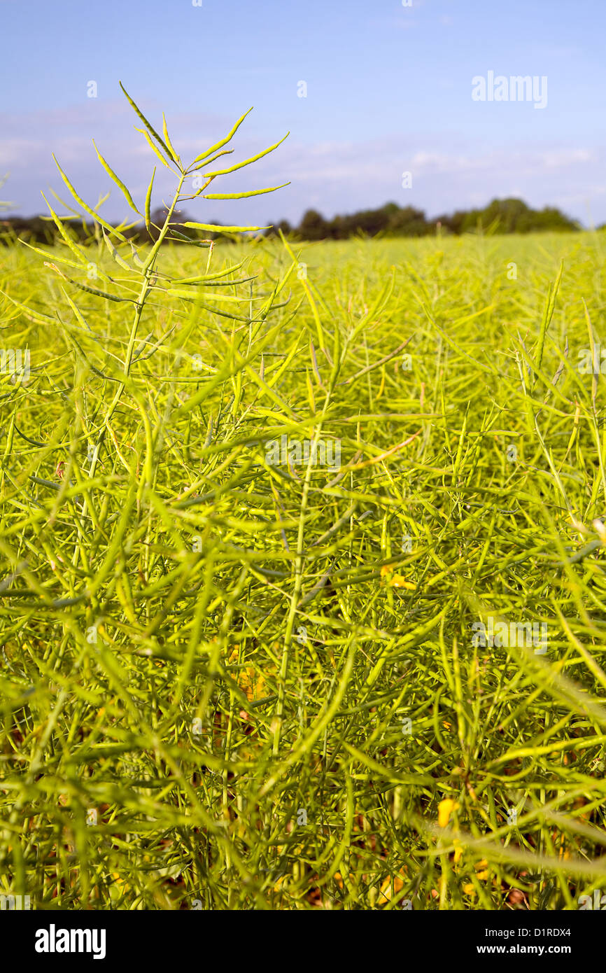 Agriculture landscape with ripe rape field in a warm evening sun, by ...