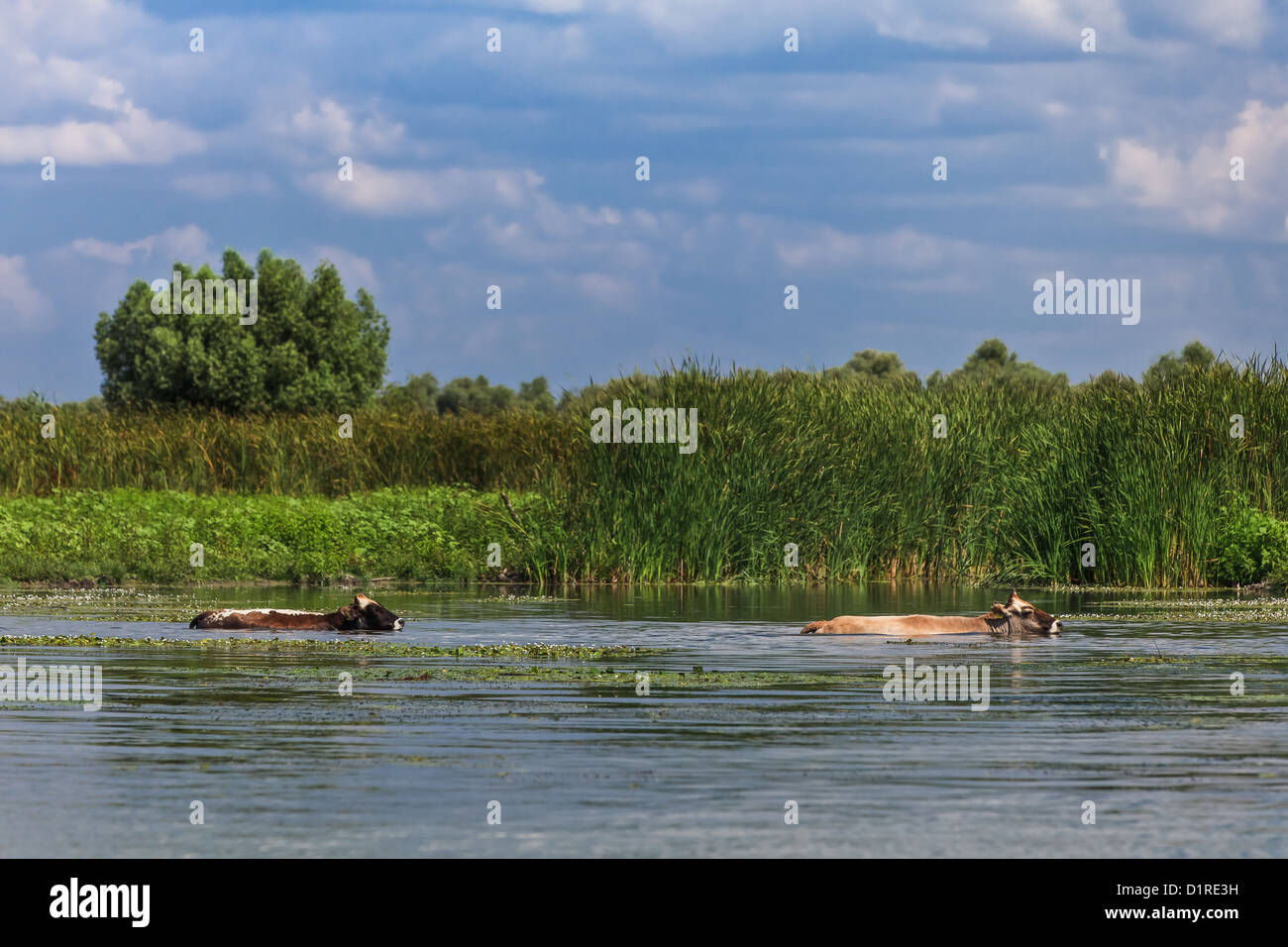 cows through water Stock Photo - Alamy