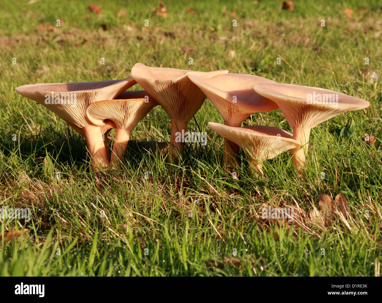Common Funnel Fungus, Clitocybe gibba, Tricholomataceae. Part of a ...