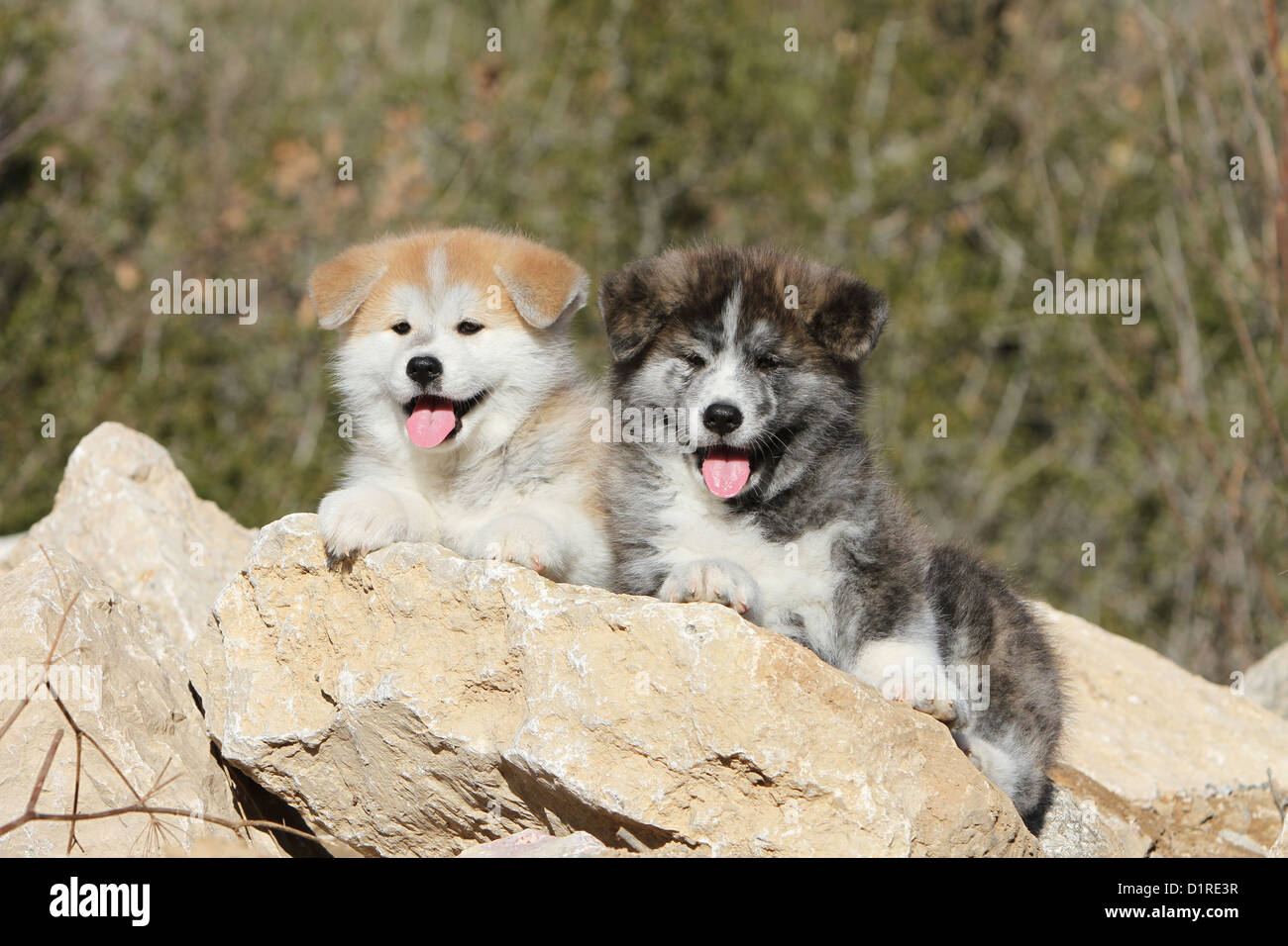 Akitas As Sled Dogs