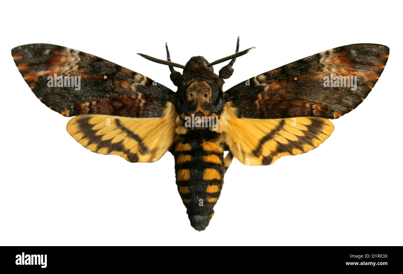 Death's Head Hawk-moth, Acherontia atropos, Sphingidae. Male Stock ...