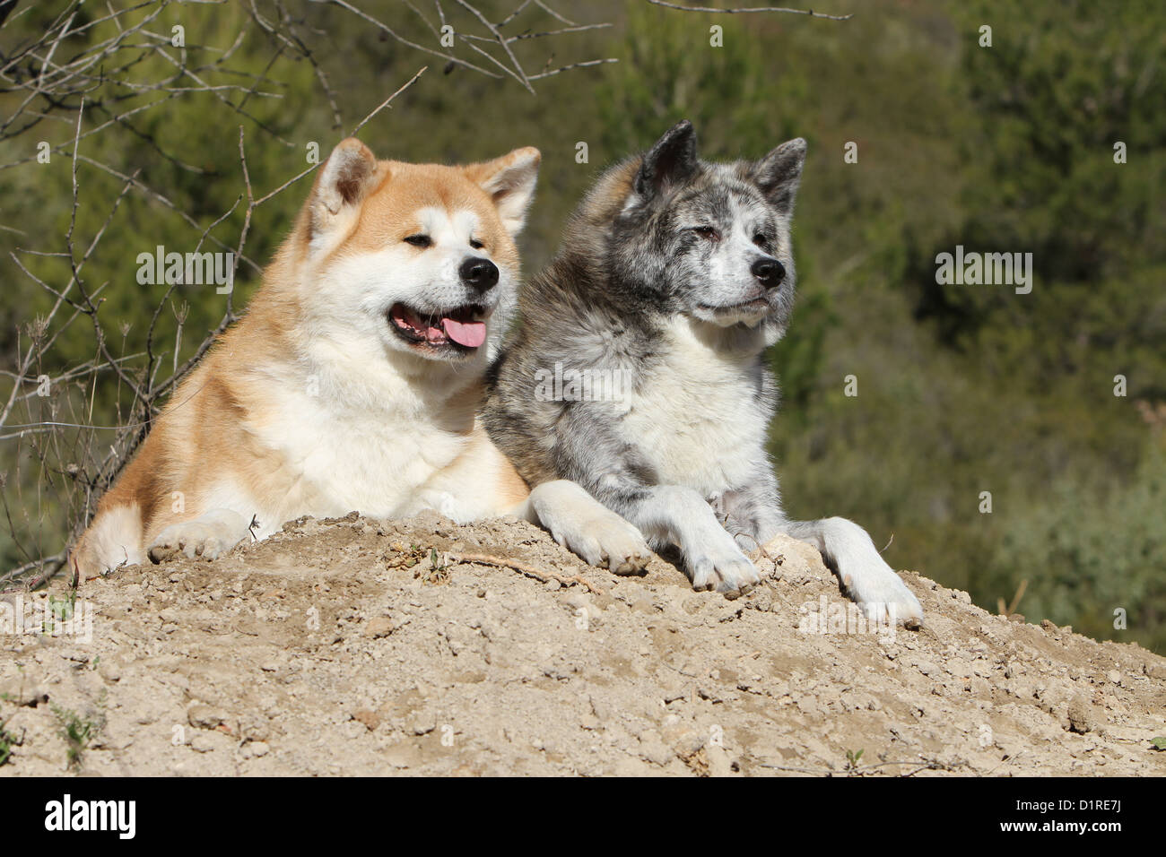 Dog Akita inu / Japanese Akita two adults different colors lying down ...