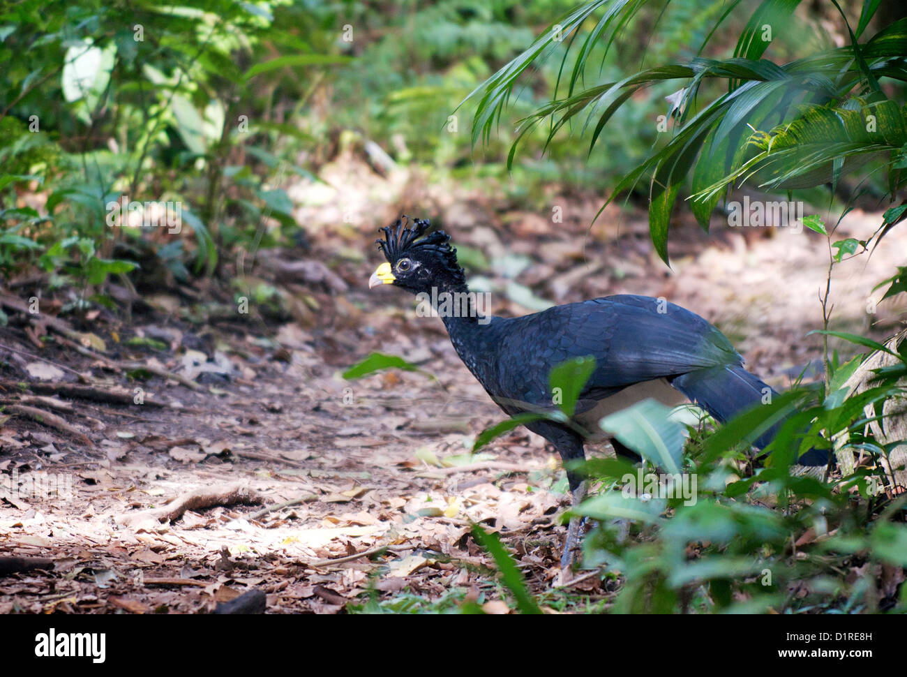 Wild black male Great Curassow (Crax rubra) walking on the forest floor ...