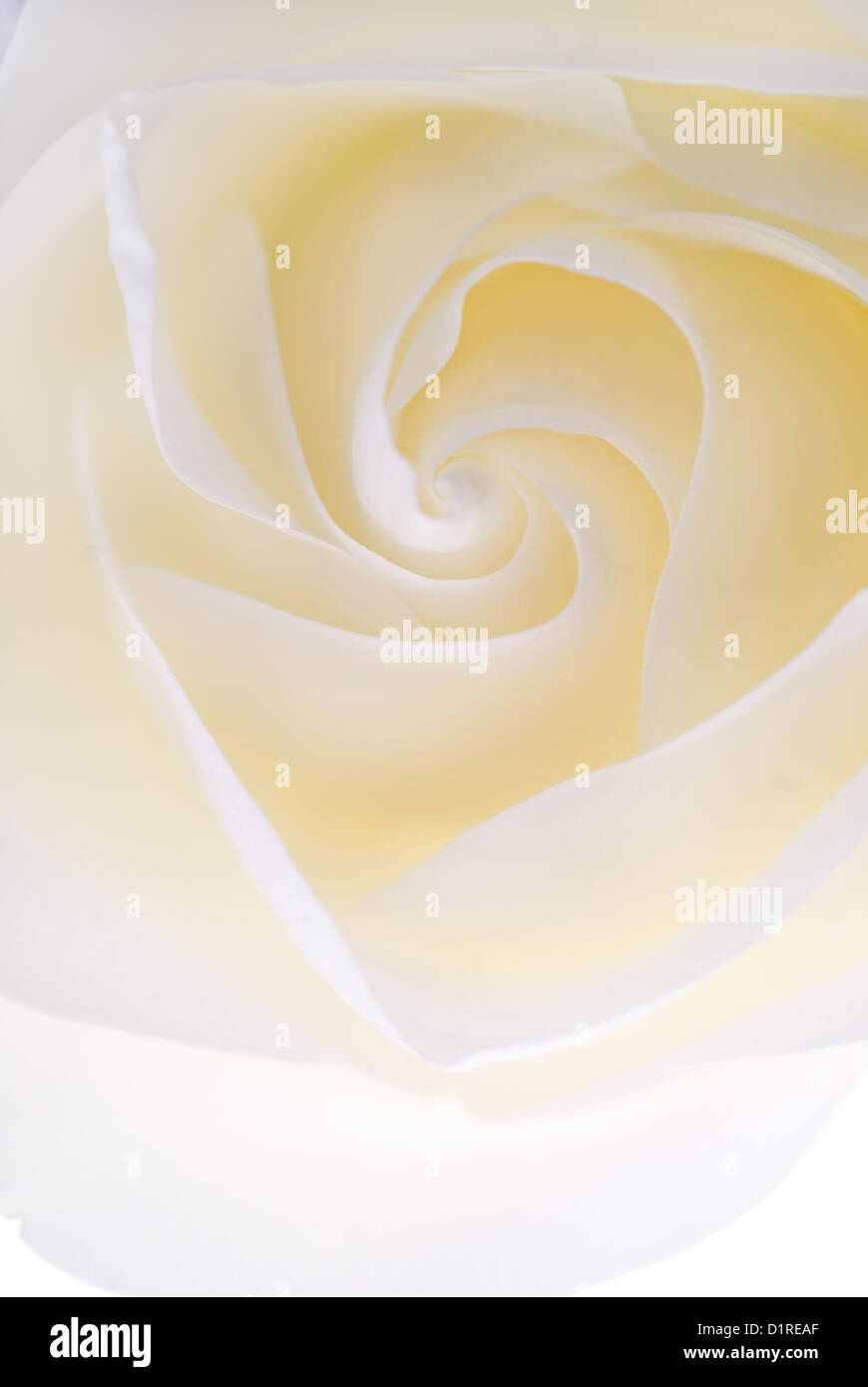 Closeup of white rose leaves, macro Stock Photo - Alamy