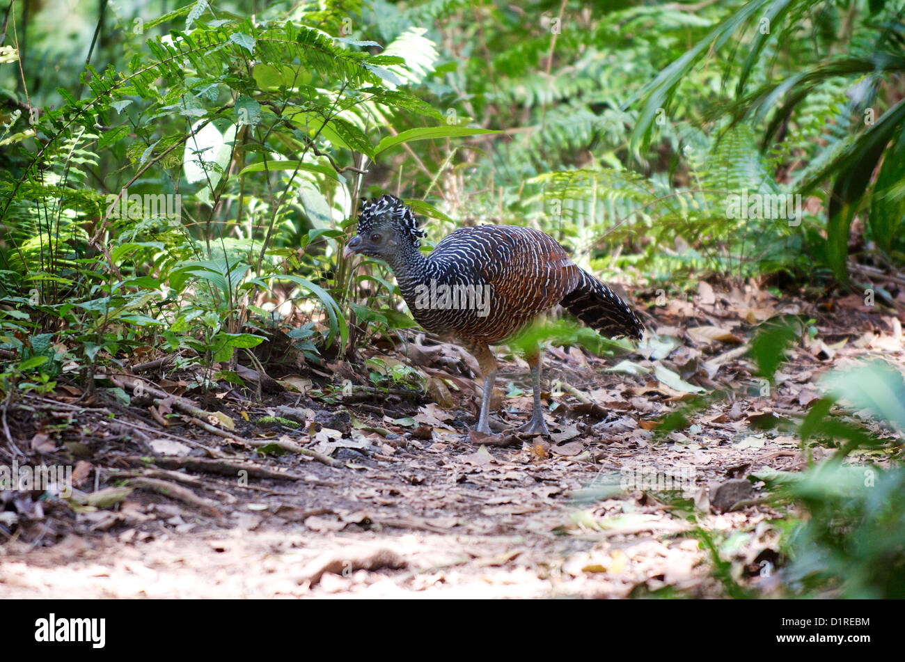 Crax rubra arenal hi-res stock photography and images - Alamy