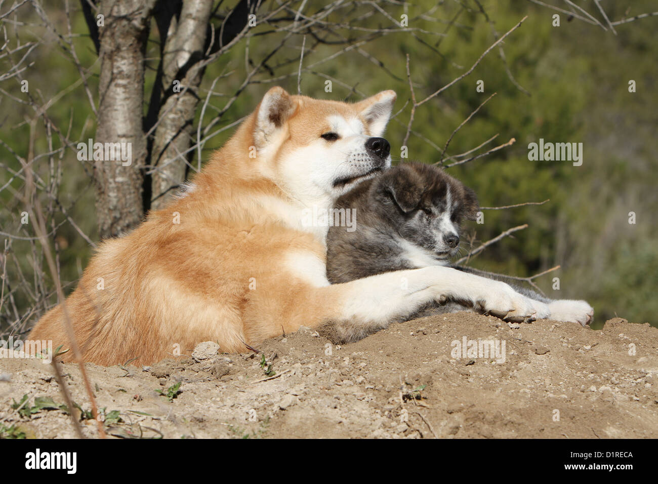 Dog Akita inu / Japanese Akita adult and puppy lying on the ground ...