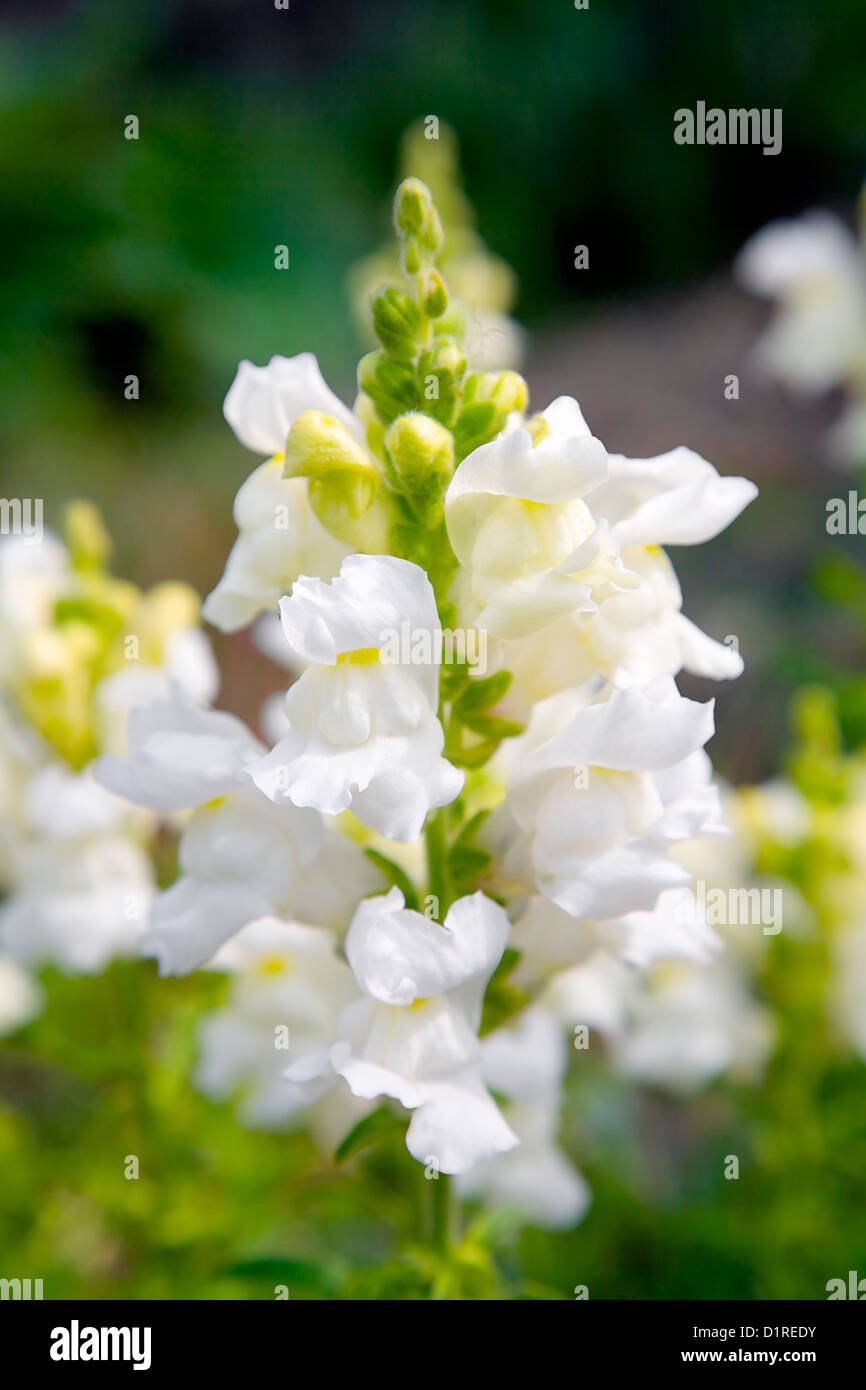 View on a white a white snapdragon flower in a garden Stock Photo - Alamy