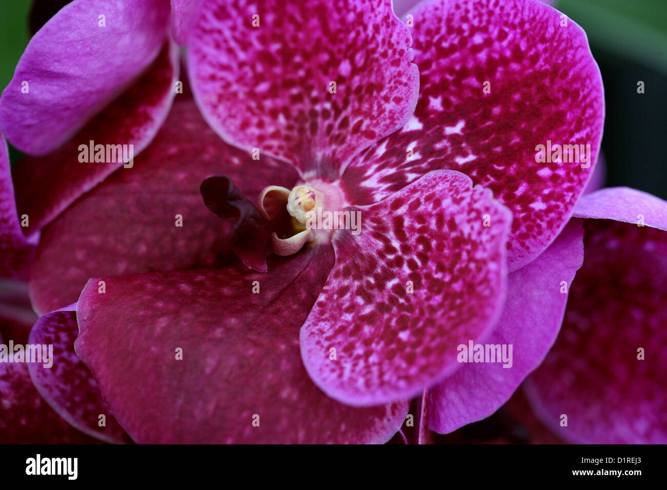 Magenta Moth Orchid, Phalaenopsis Hybrid Cultivar, Orchidaceae Stock ...