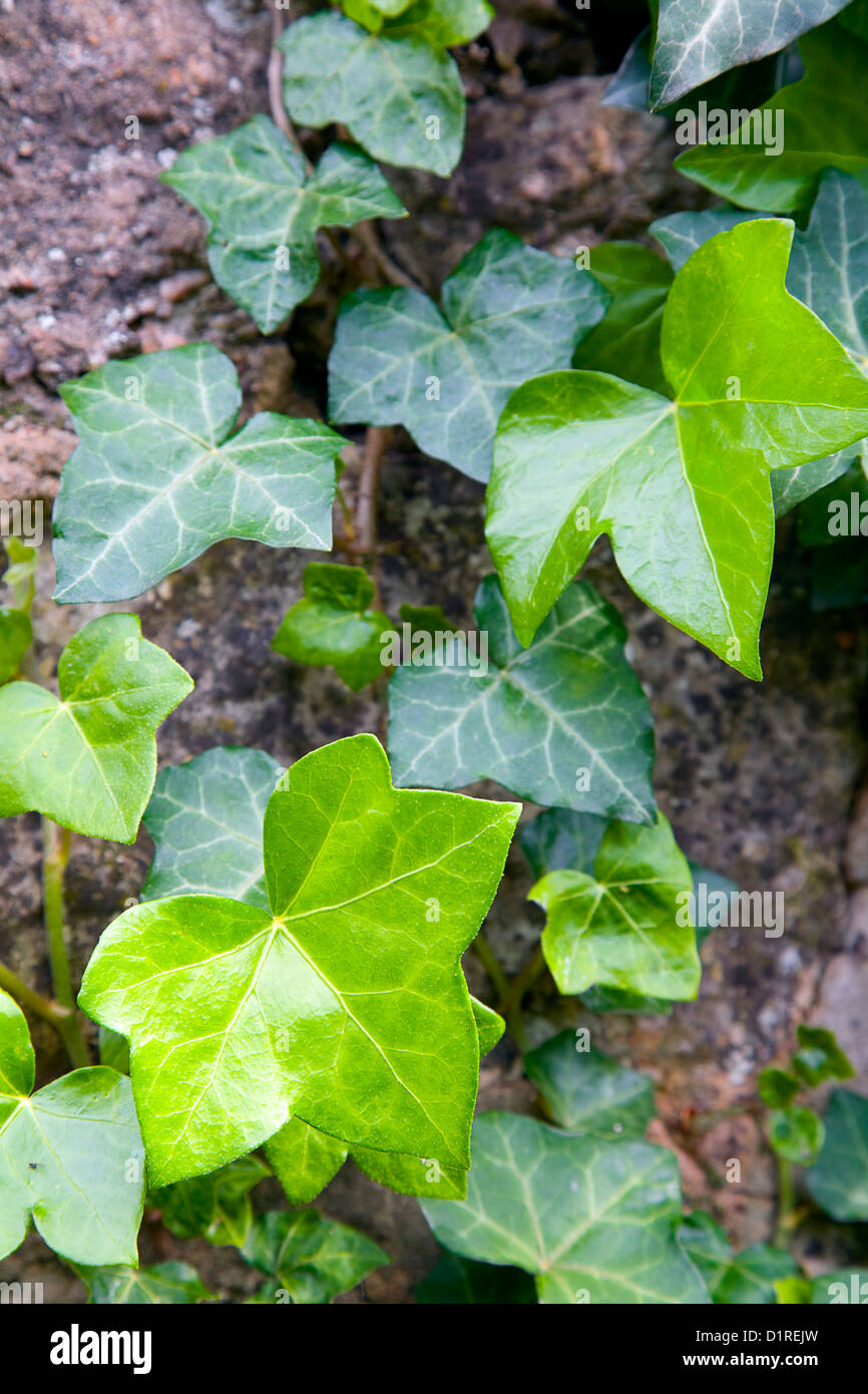 The details of ivy plant on a garden wall Stock Photo - Alamy