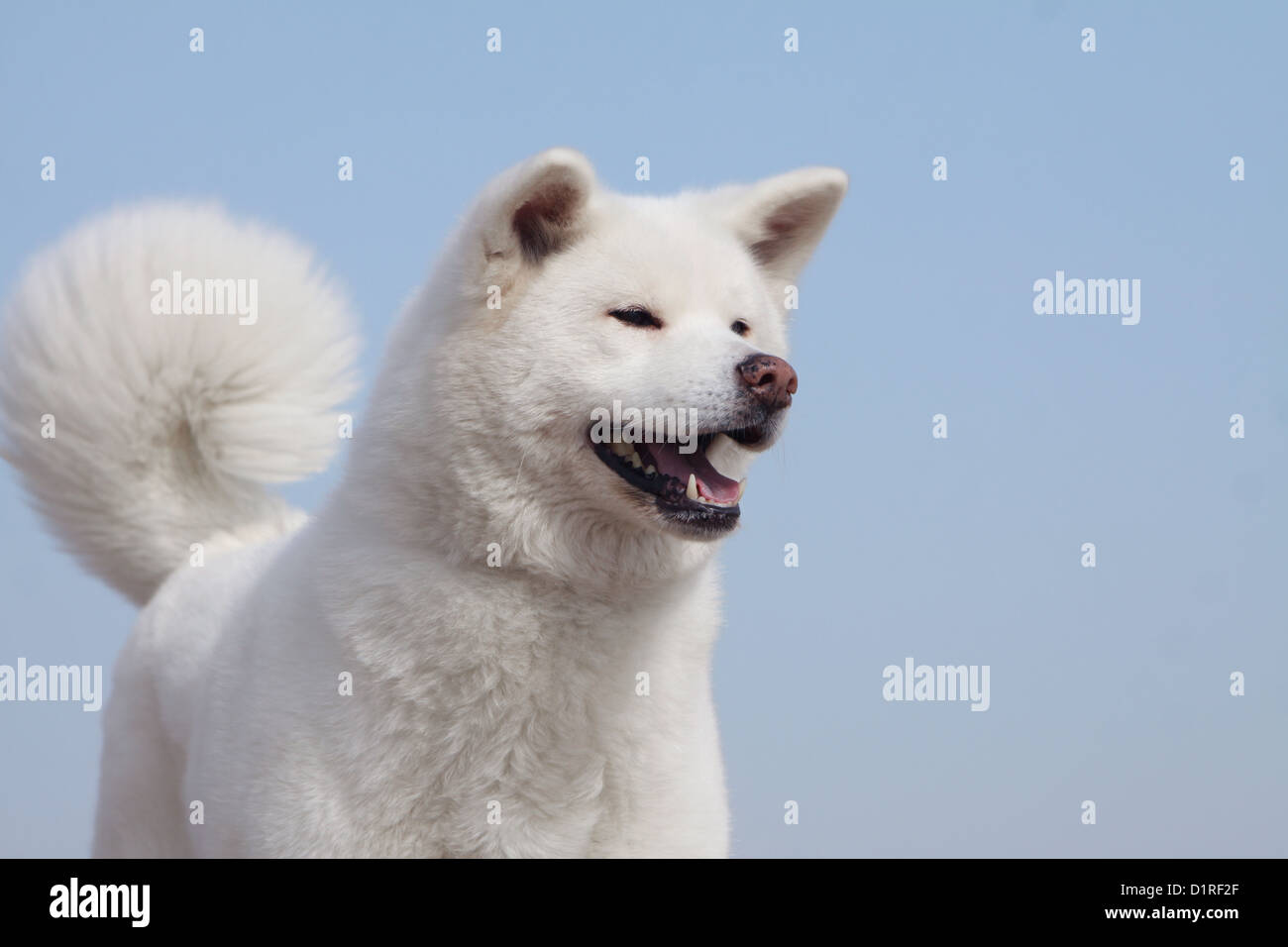 Dog Akita inu / Japanese Akita adult white portrait Stock Photo - Alamy