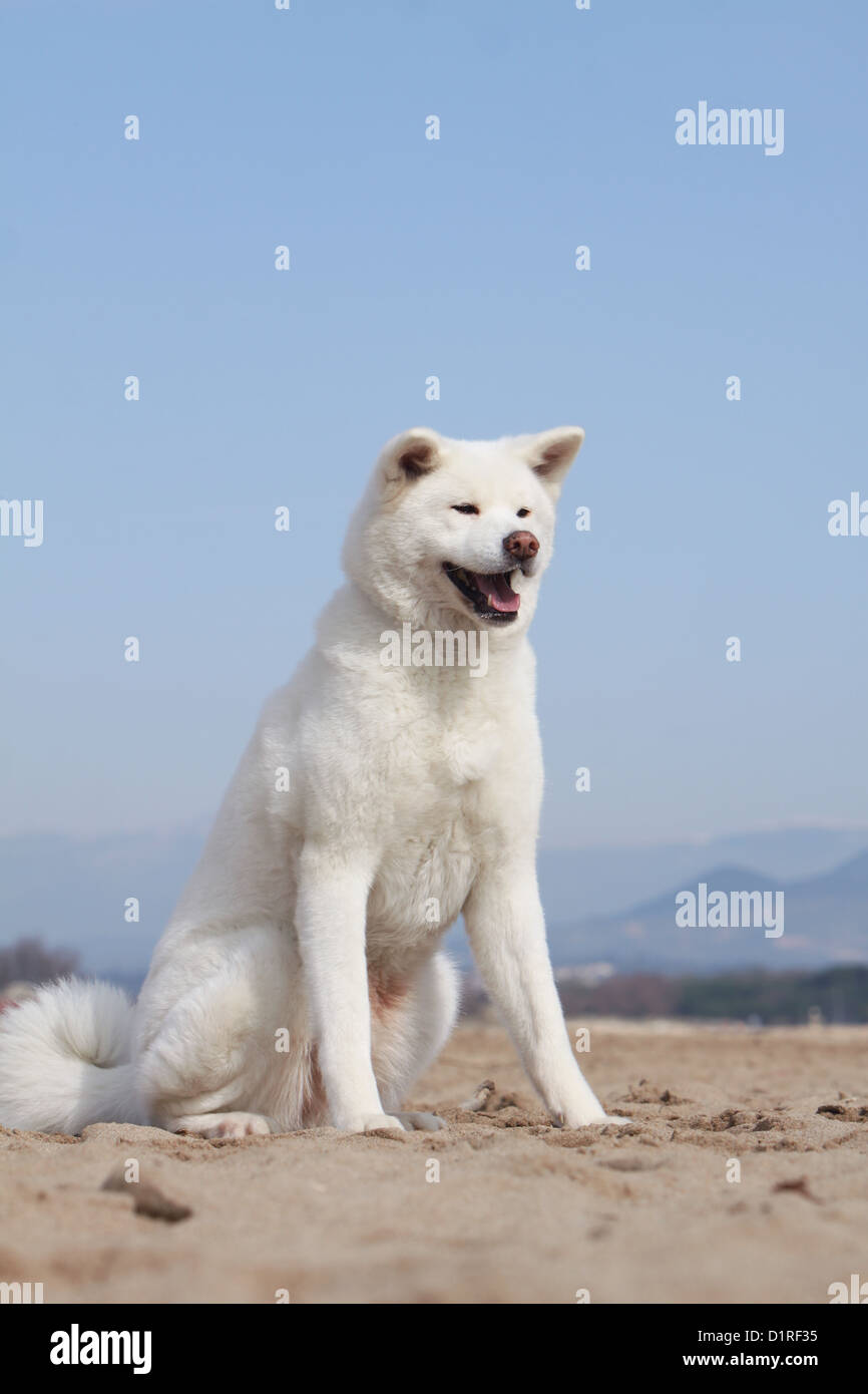 White Japanese Akita Inu