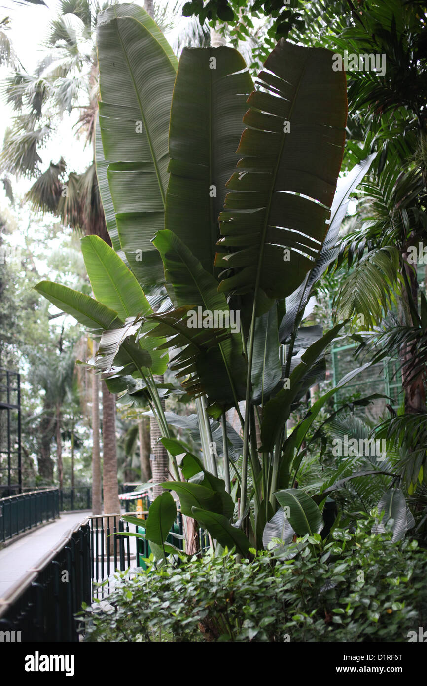 Indoor banana tree hi-res stock photography and images - Alamy