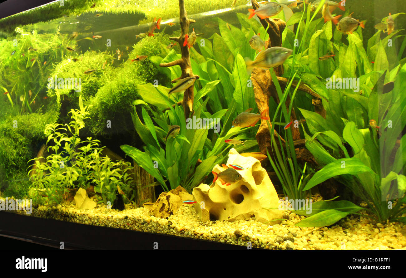 A beautiful planted tropical freshwater aquarium Stock Photo - Alamy