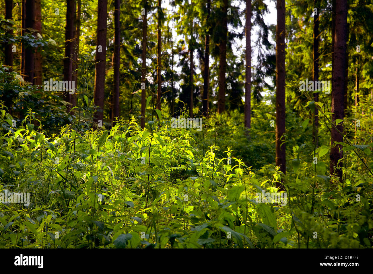 Douglas spruce hi-res stock photography and images - Alamy
