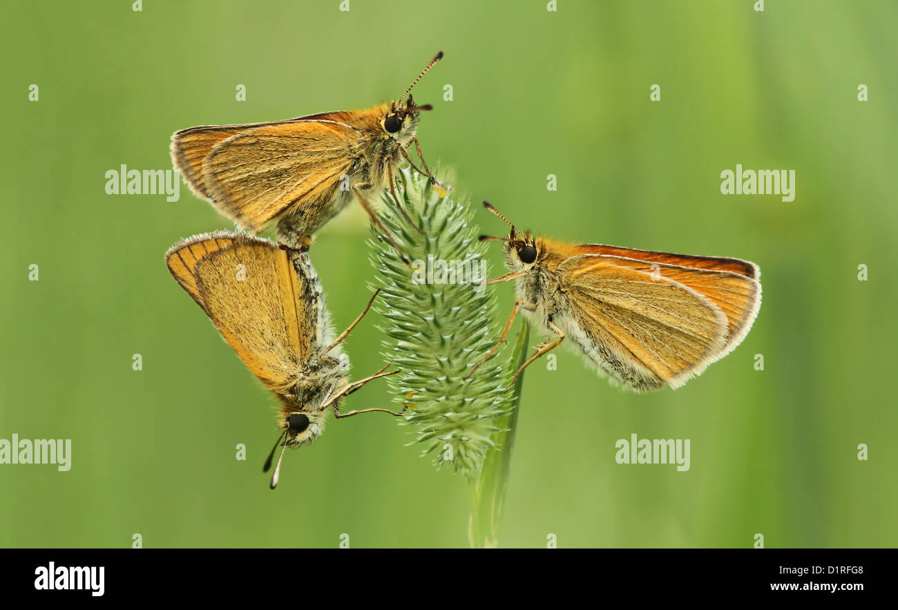 Skipper butterflies hi-res stock photography and images - Alamy