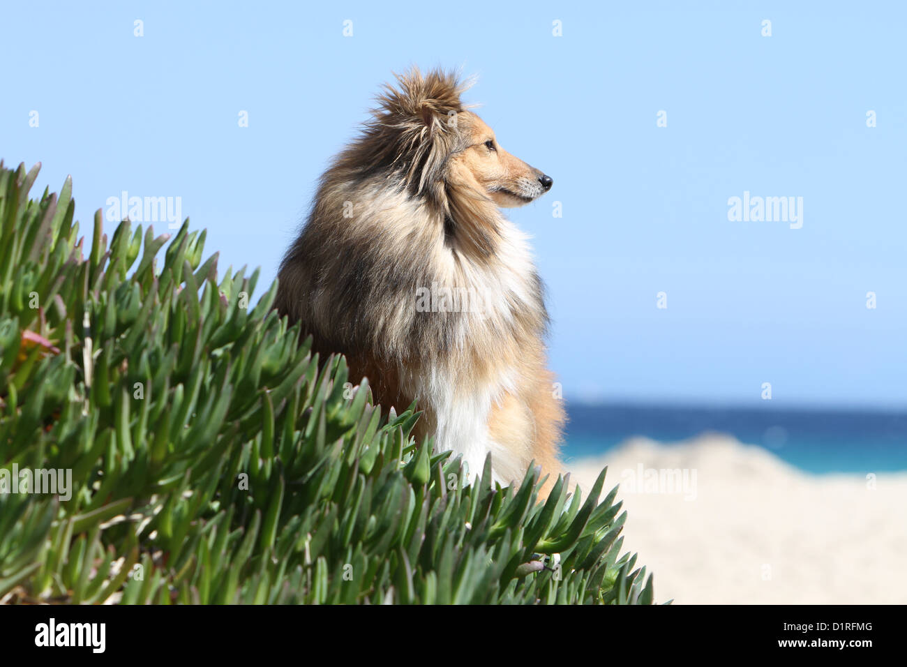 Dog Shetland Sheepdog / Sheltie adult (sable white) portrait profile ...