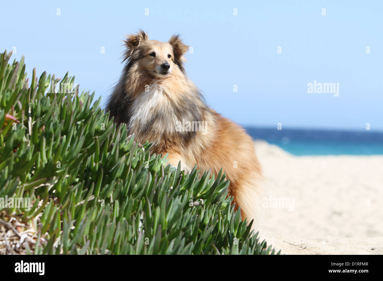 Dog Shetland Sheepdog / Sheltie adult (sable white) standing on the ...