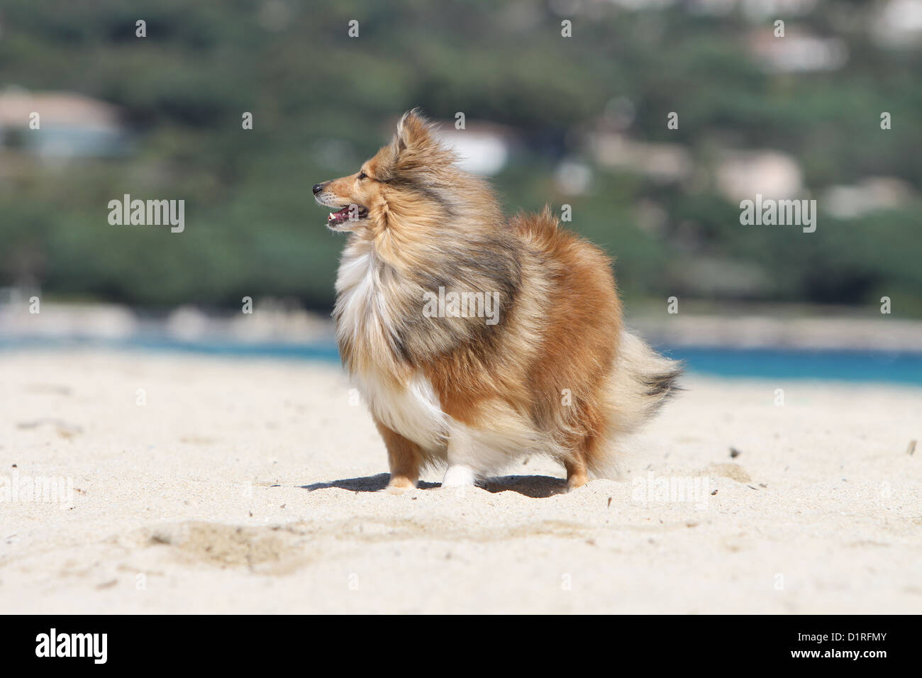 Mahogany beach hi-res stock photography and images - Alamy