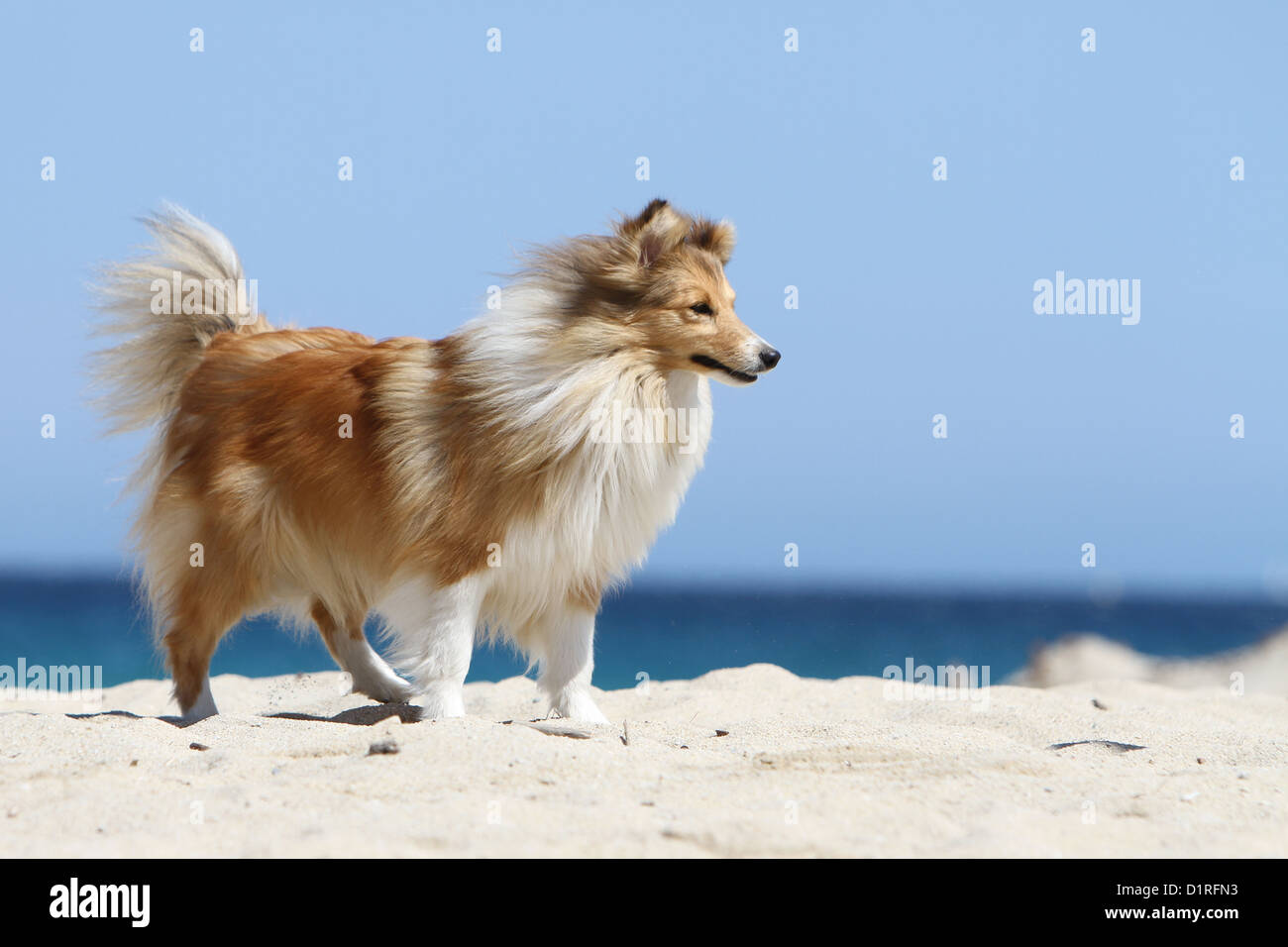 Dog Shetland Sheepdog / Sheltie adult (sable white) standing on the ...