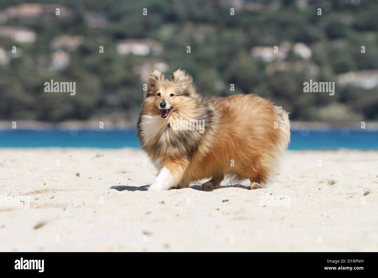Dog Shetland Sheepdog / Sheltie adult (sable white) standing on the ...