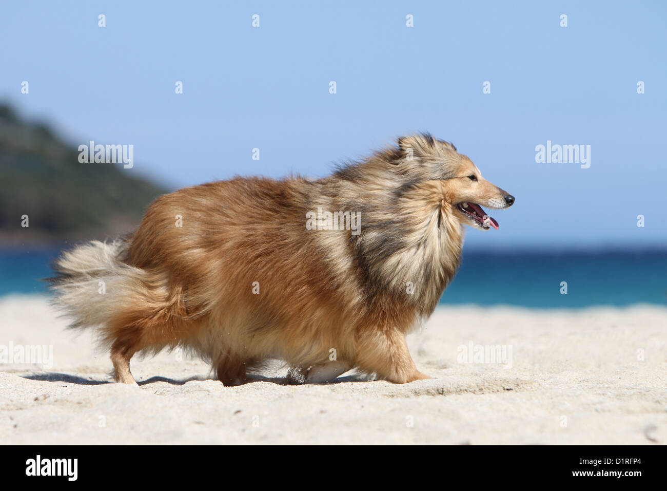 Dog Shetland Sheepdog / Sheltie adult (sable white) running on the ...