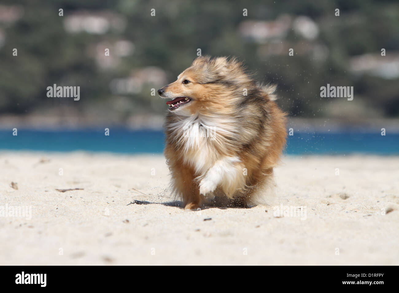 Dog Shetland Sheepdog / Sheltie adult (sable white) running on the ...