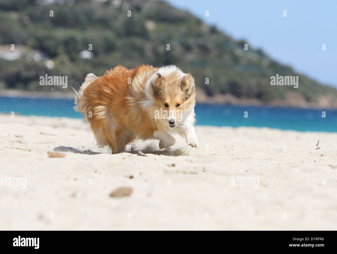 Dog Shetland Sheepdog / Sheltie adult (sable white) running on the ...