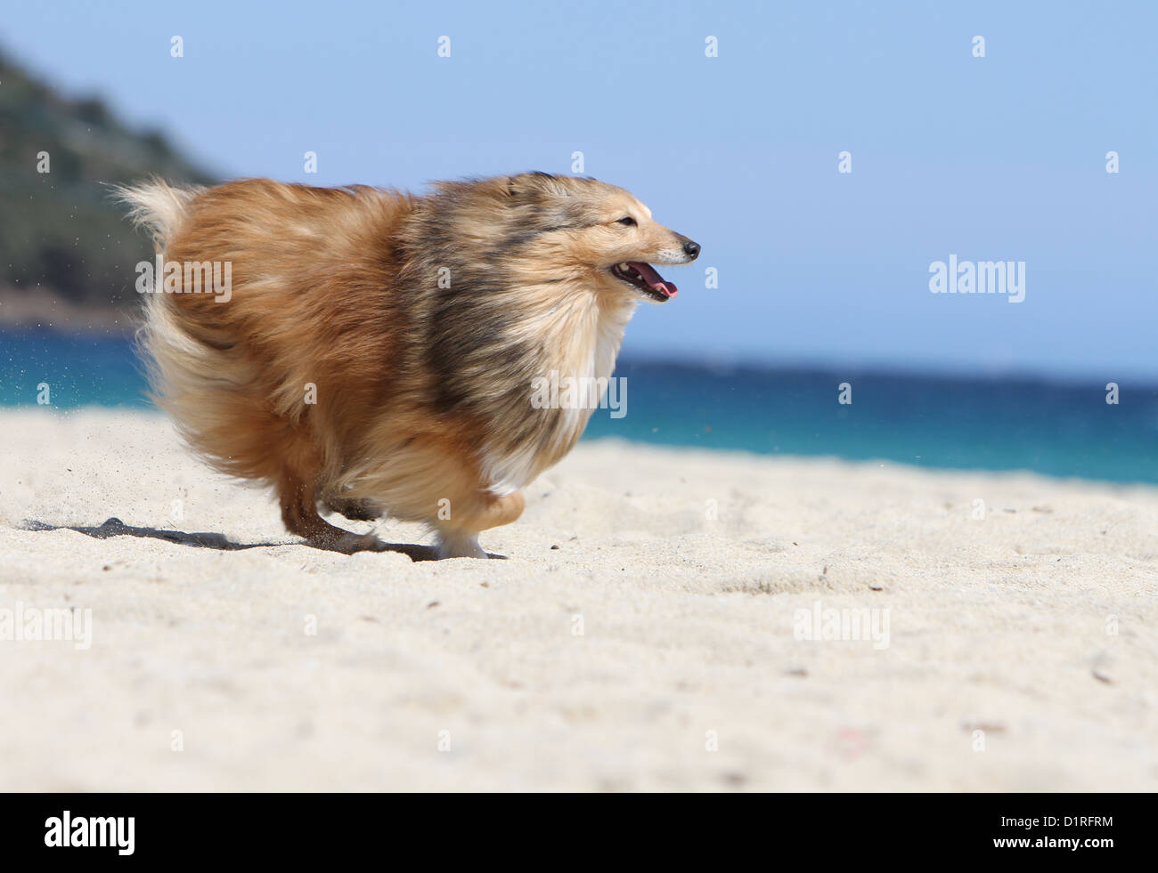 Dog Shetland Sheepdog / Sheltie adult (sable white) running on the ...