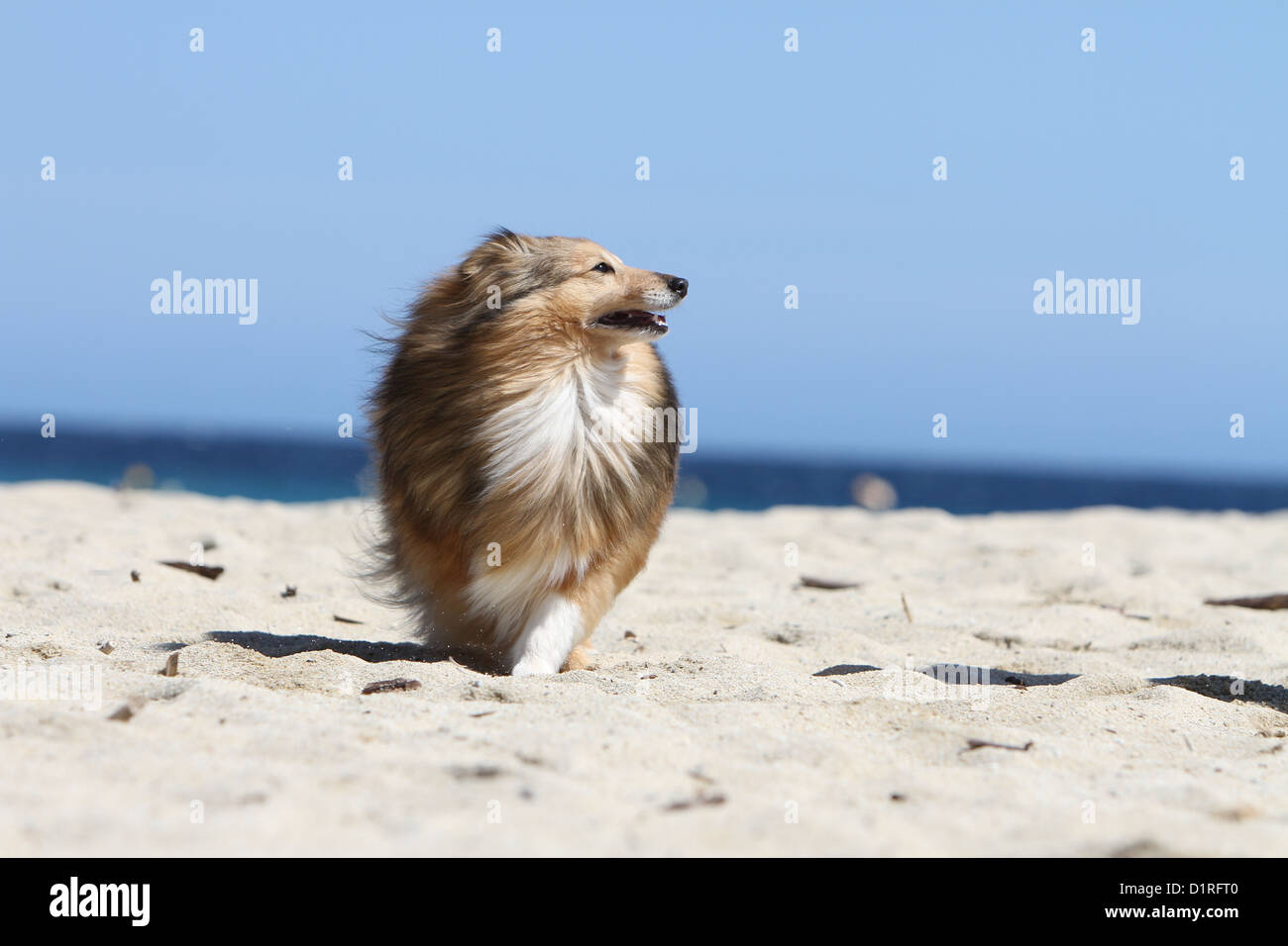 Dog Shetland Sheepdog / Sheltie adult (sable white) running on the ...