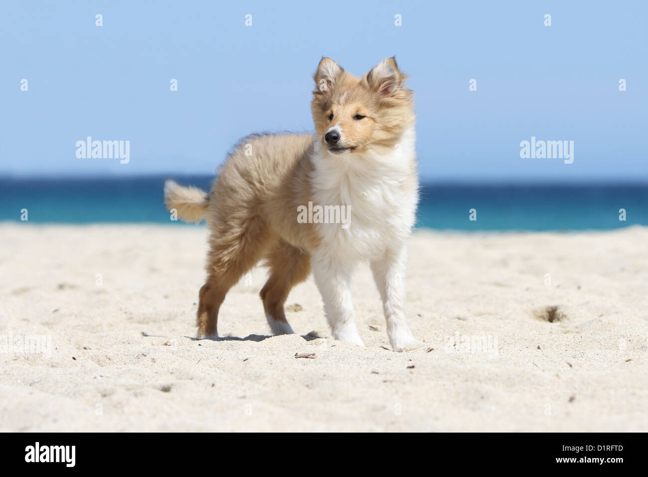 Dog Shetland Sheepdog / Sheltie puppy (sable white) standing on the ...