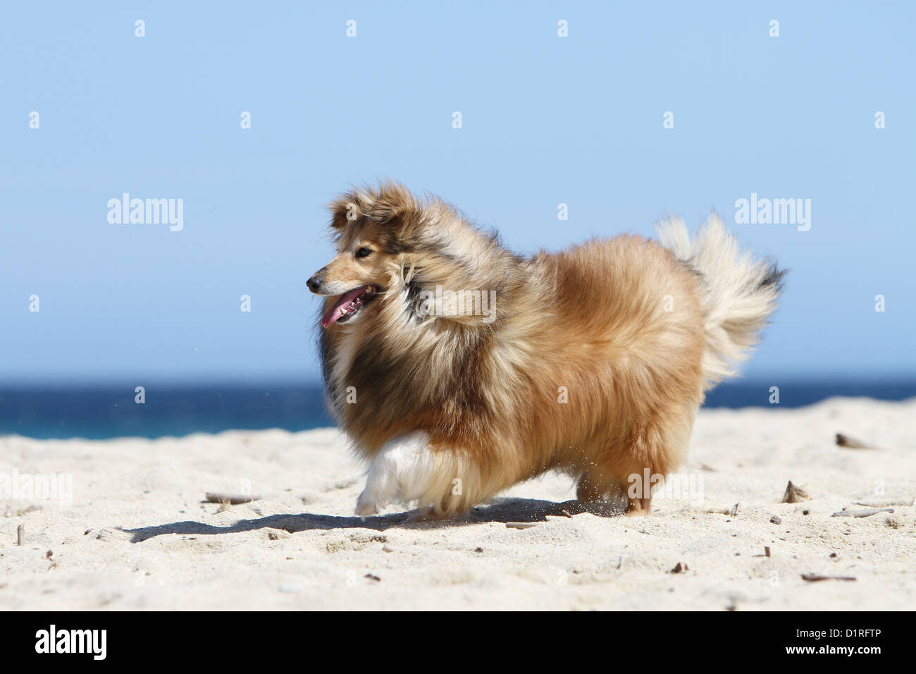 Dog Shetland Sheepdog / Sheltie adult (sable white) running on the ...