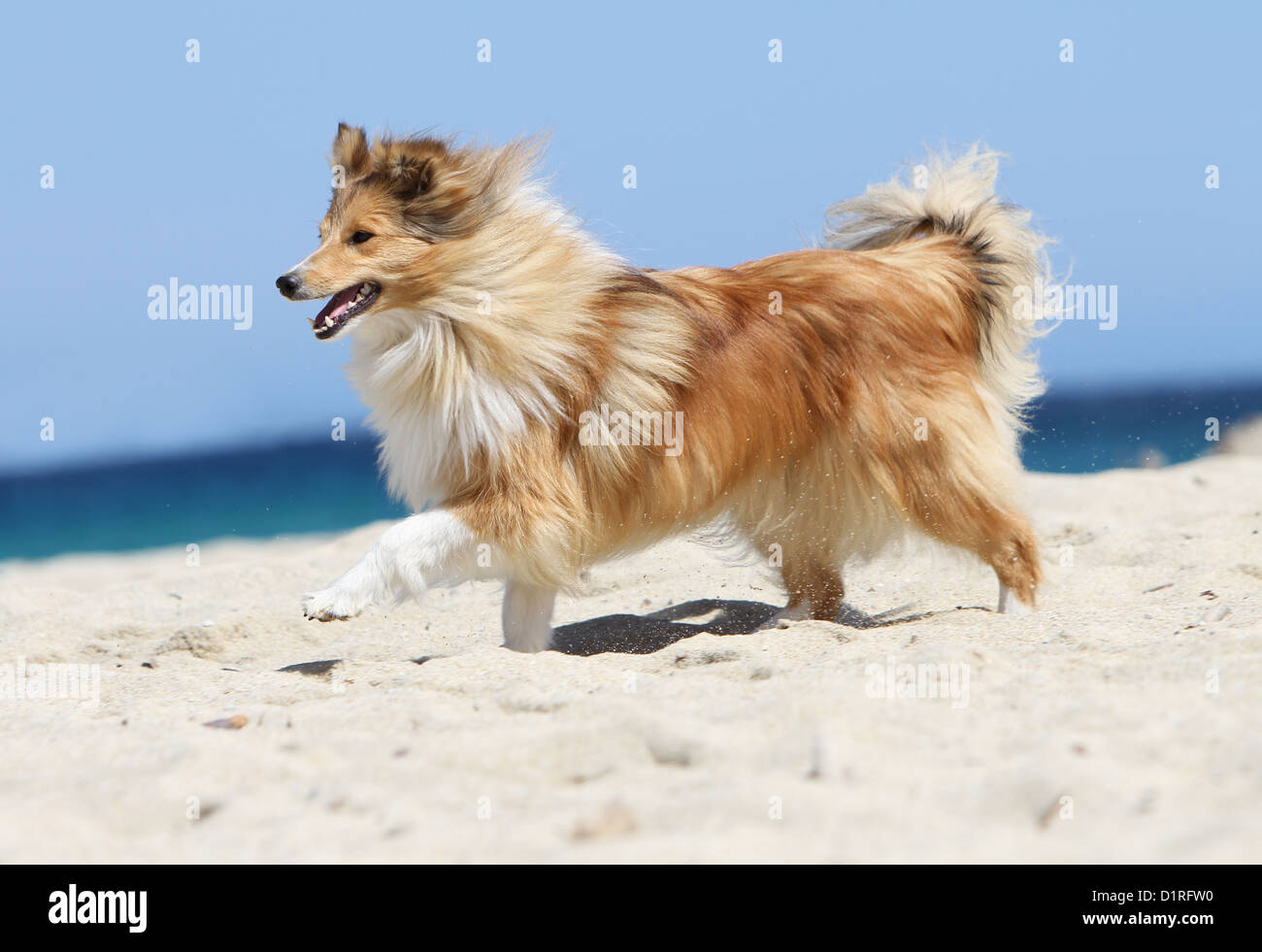 Dog Shetland Sheepdog / Sheltie adult (sable white) running on the ...