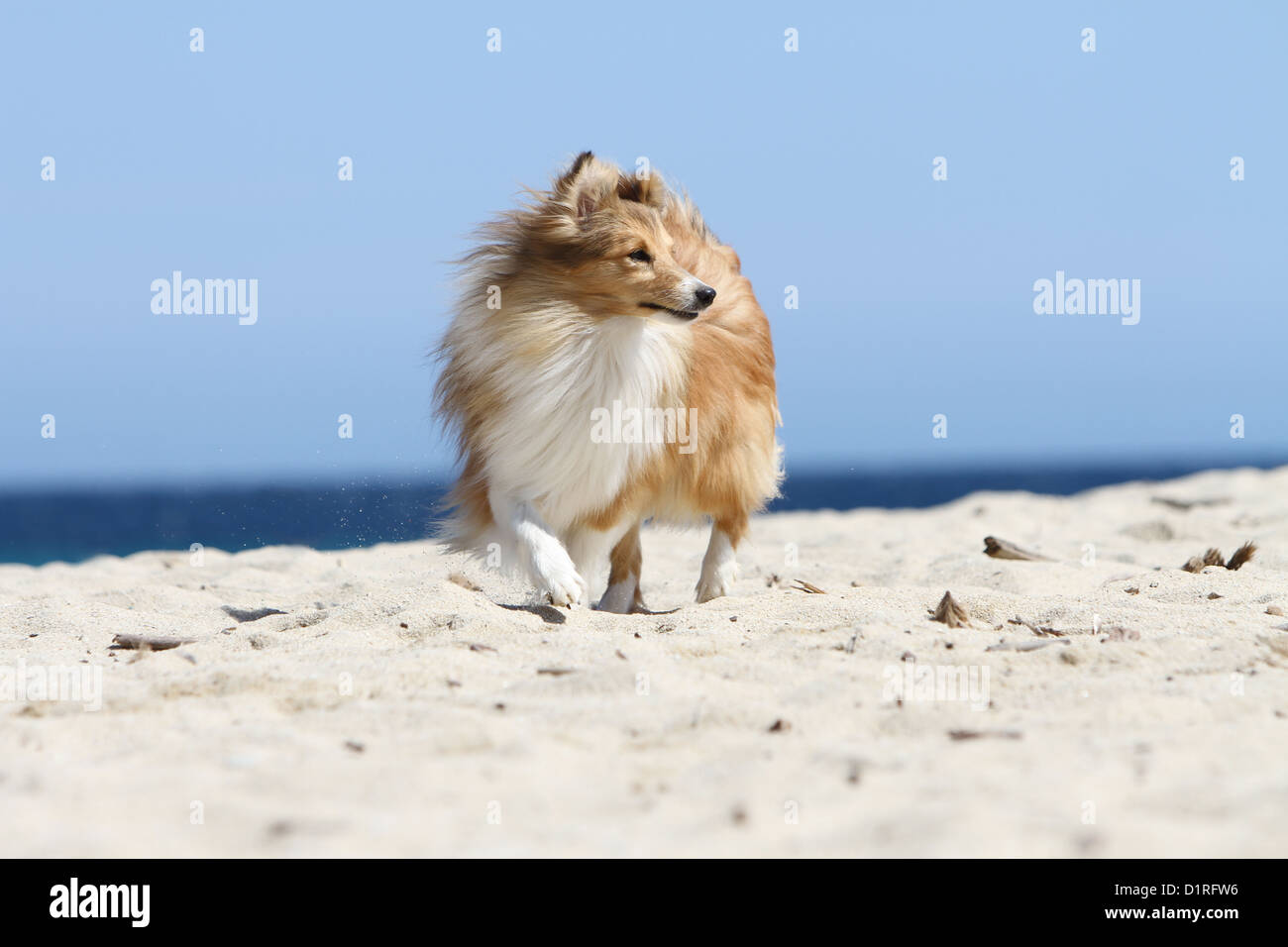 Dog Shetland Sheepdog / Sheltie adult (sable white) running on the ...
