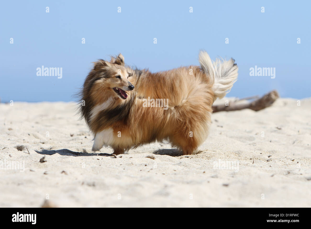 Dog Shetland Sheepdog / Sheltie adult (sable white) running on the ...
