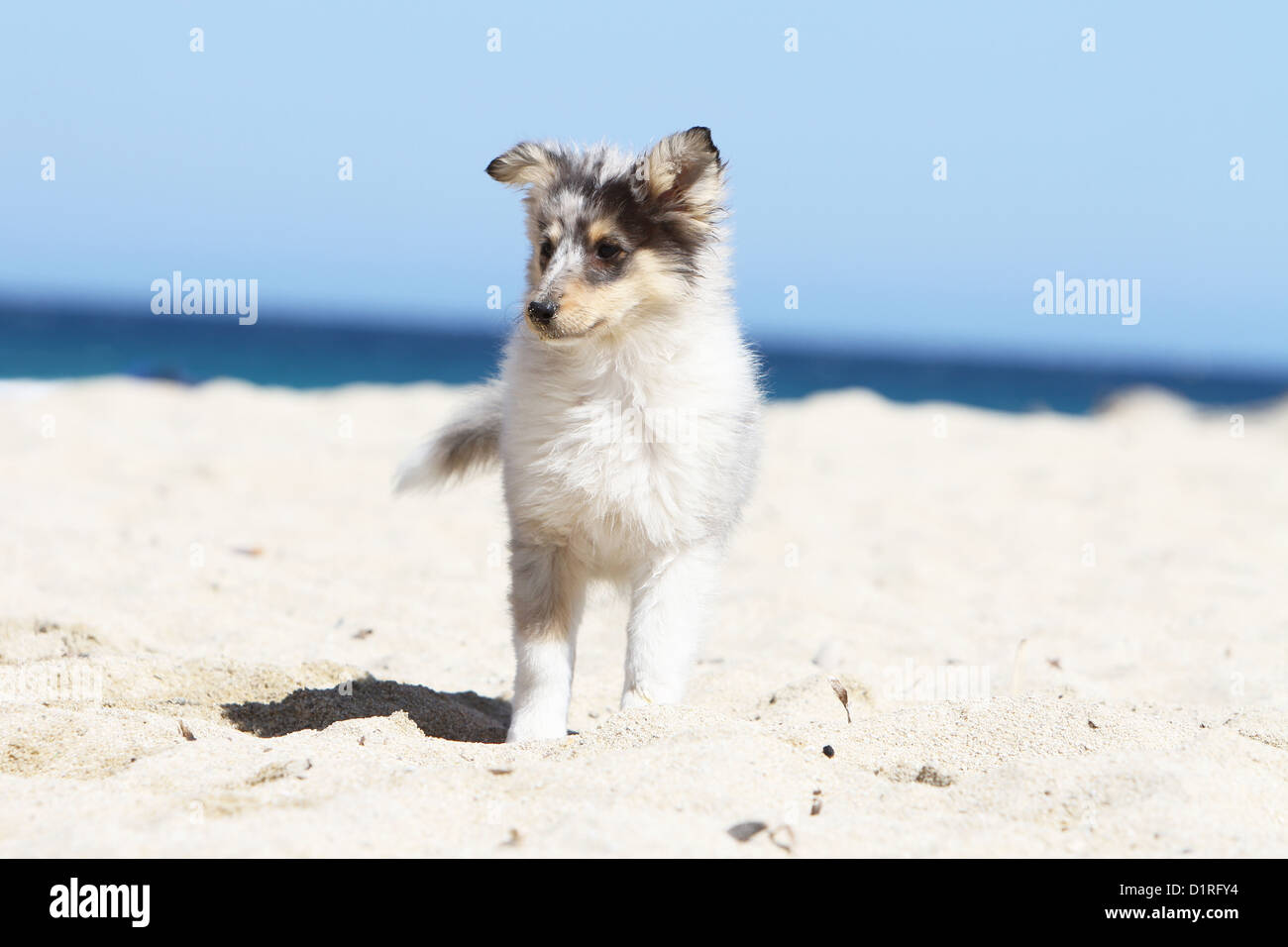 Dog Shetland Sheepdog / Sheltie puppy (blue Merle) standing on the ...