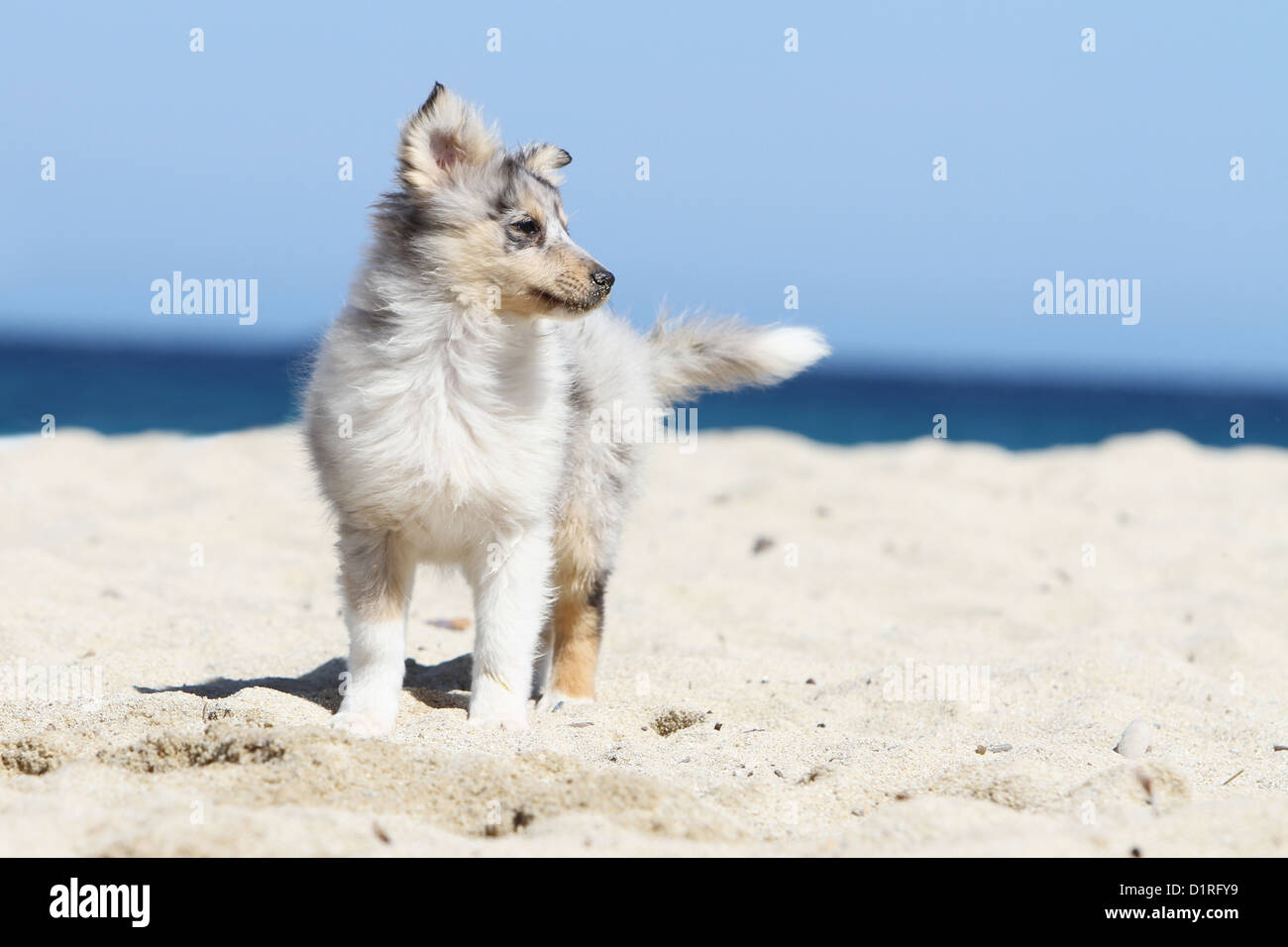 Dog Shetland Sheepdog / Sheltie puppy (blue Merle) standing on the ...