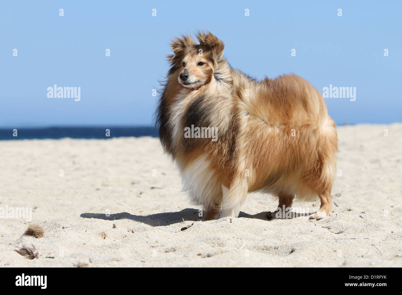Dog Shetland Sheepdog / Sheltie adult (sable white) standing on the ...